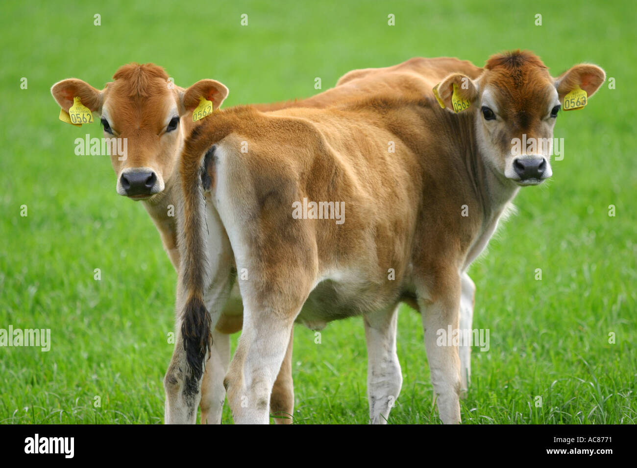 Limousin cow calf on grass hi-res stock photography and images - Alamy