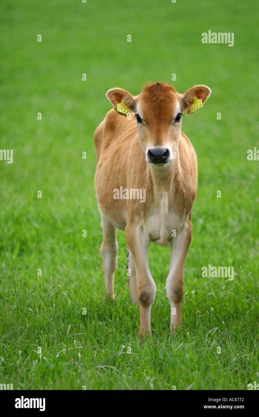 Limousin cow calf on grass hi-res stock photography and images - Alamy