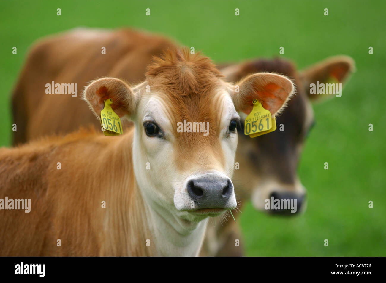 Limousin cow calf on grass hi-res stock photography and images - Alamy