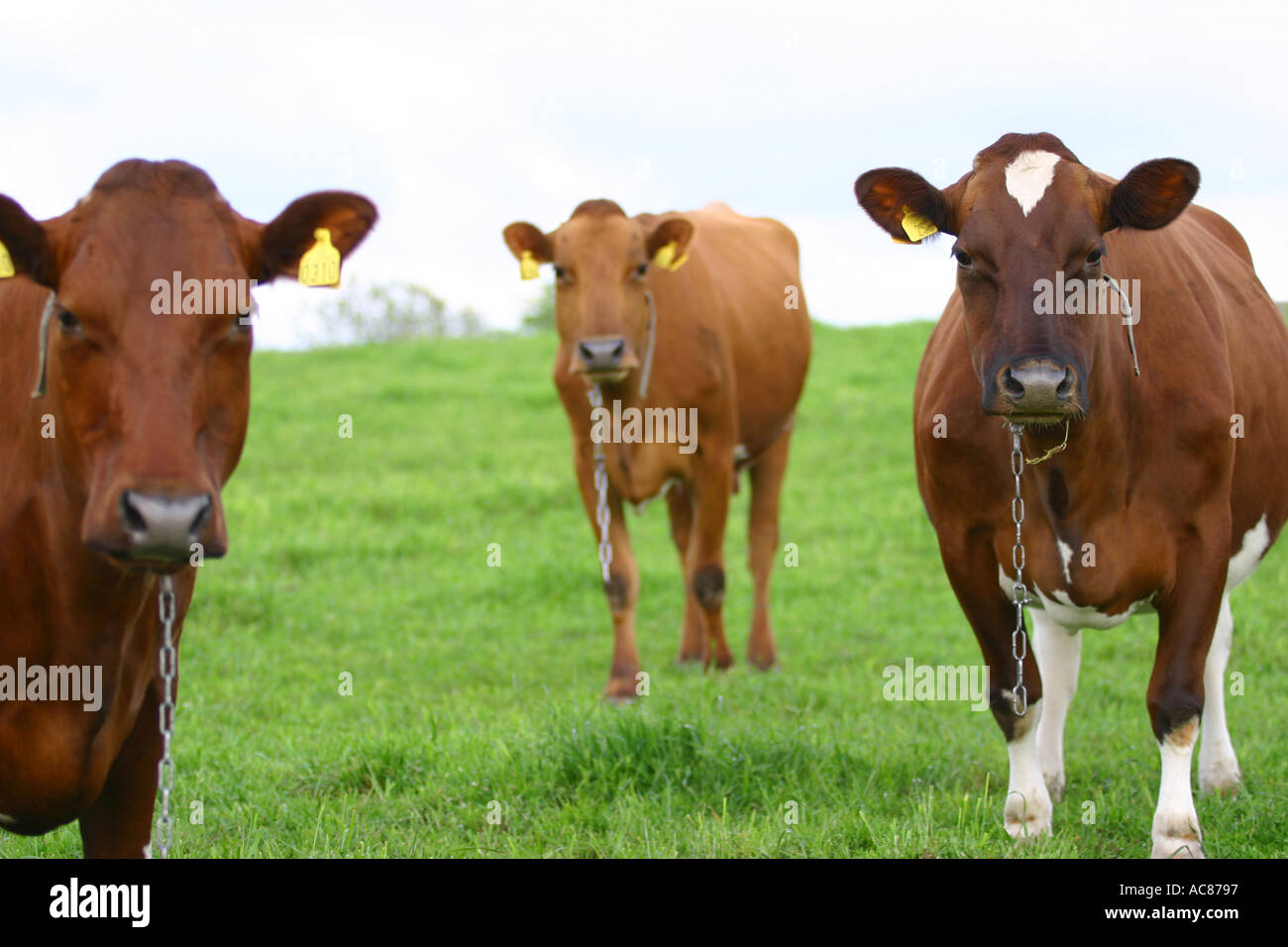 Cow turning head hi-res stock photography and images - Alamy