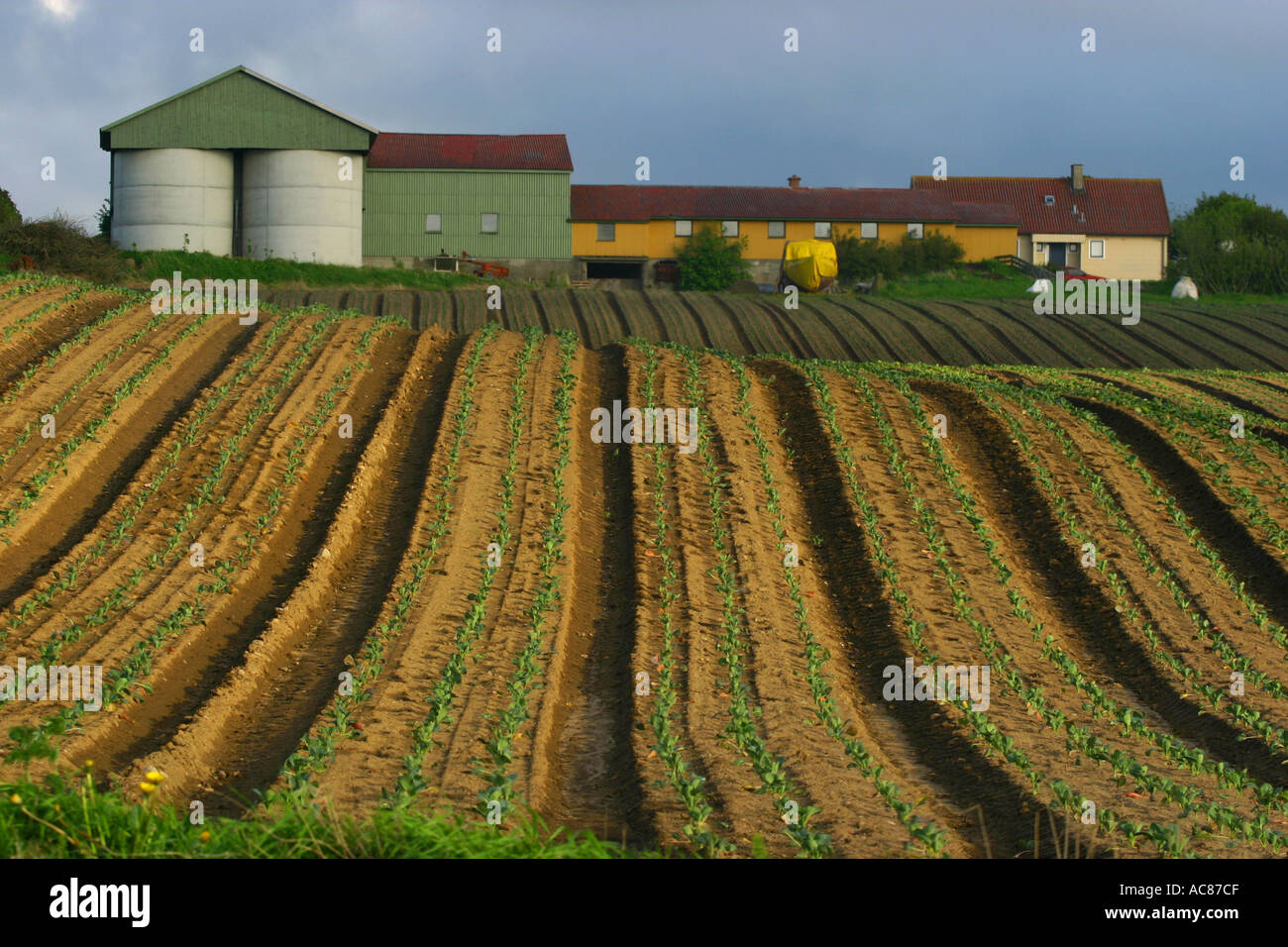 Norway crops agriculture hi-res stock photography and images - Alamy