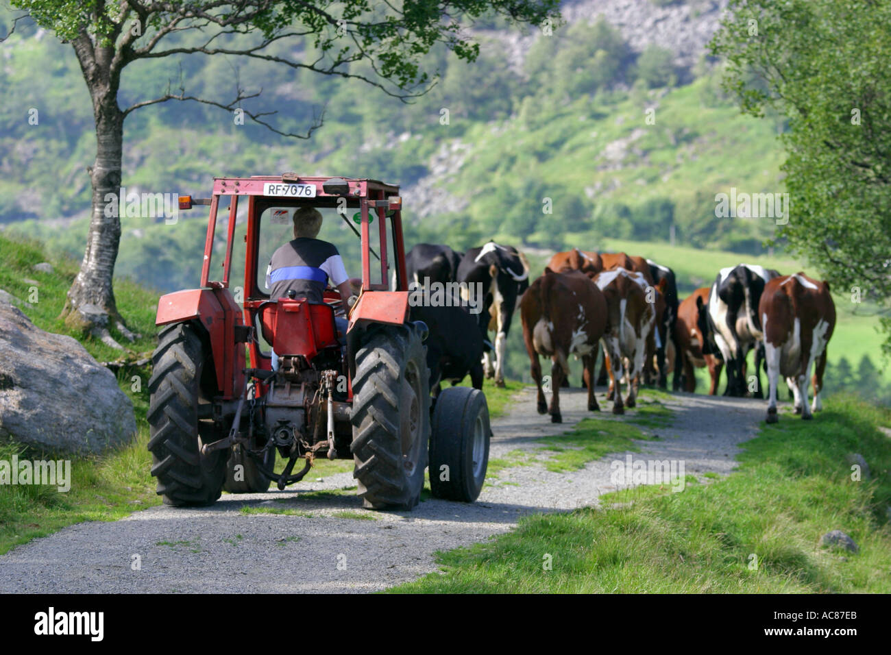 Cowherder hi-res stock photography and images - Alamy