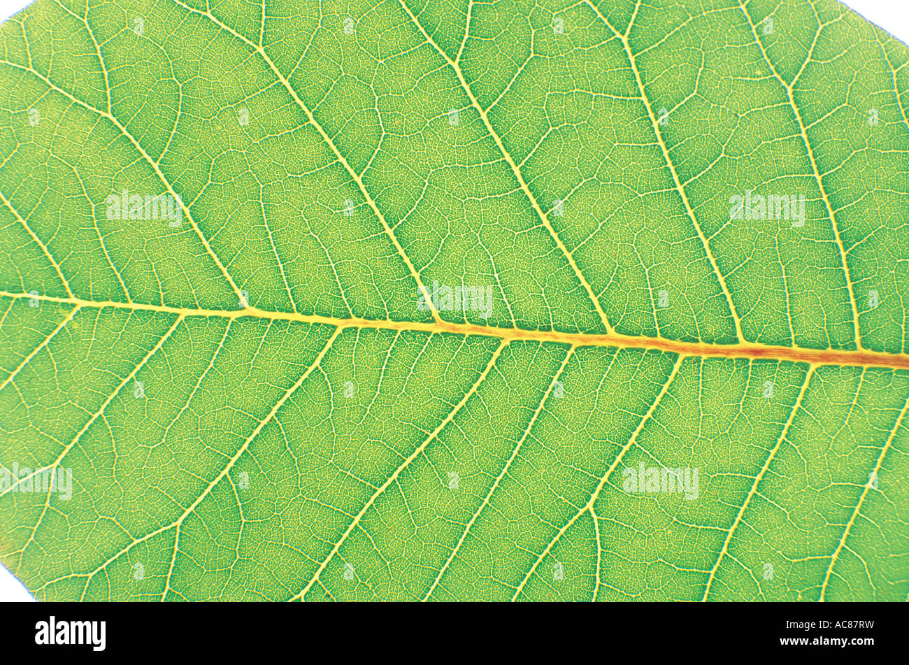 Close up of leaf Stock Photo - Alamy