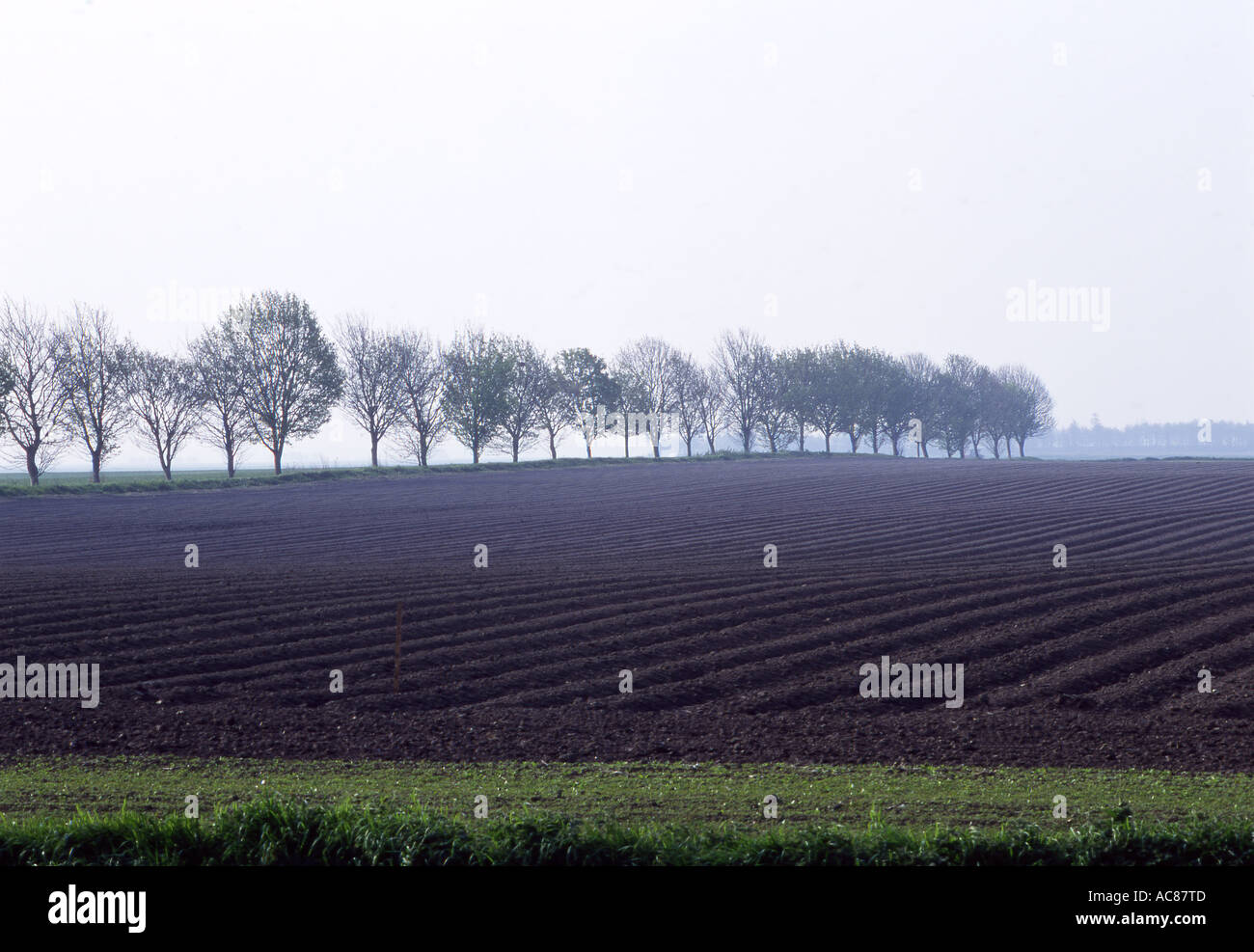 Treeline field hi-res stock photography and images - Alamy