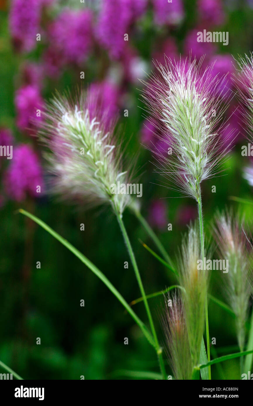 Feather top grass hi-res stock photography and images - Alamy
