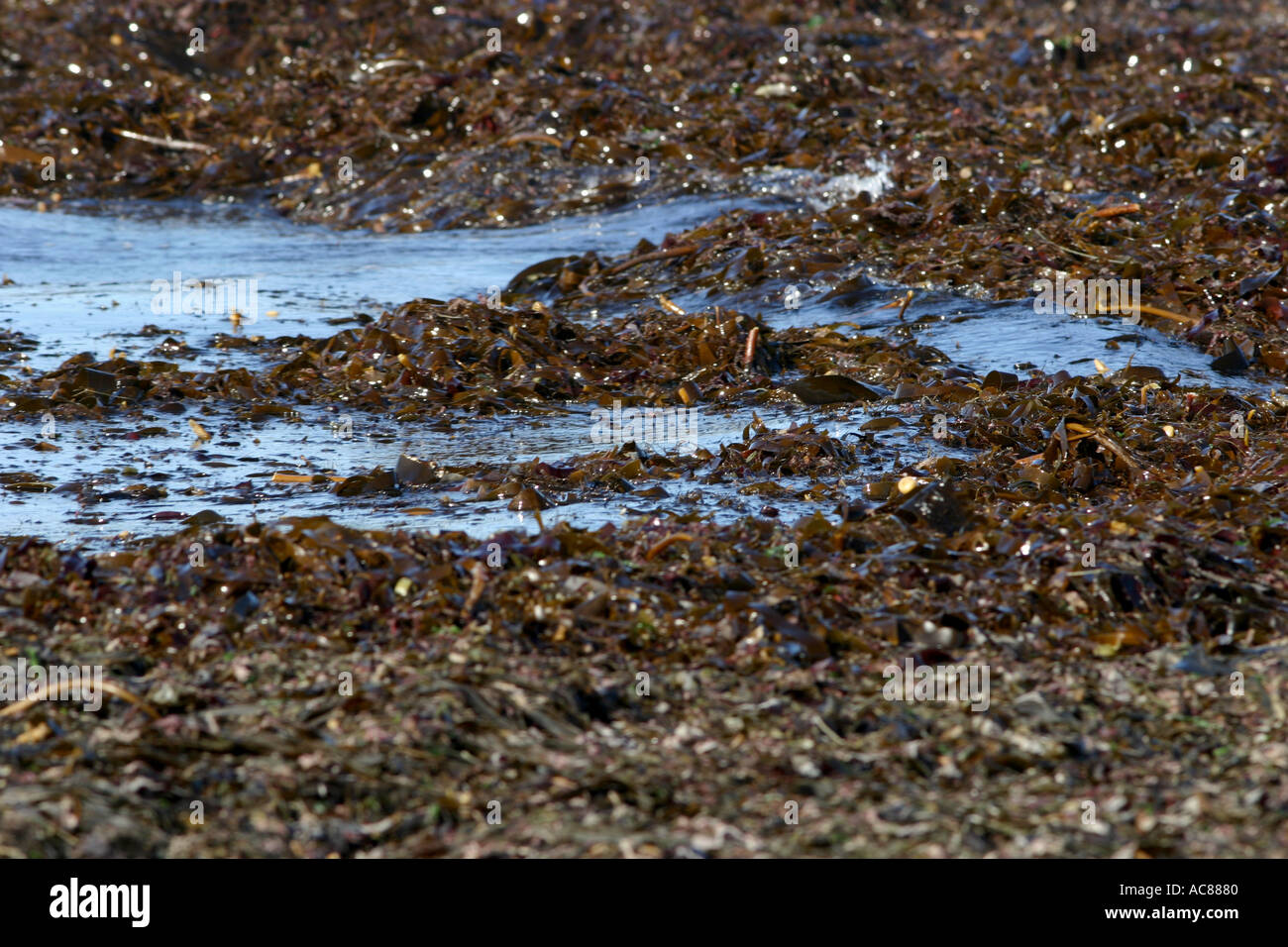 Seaweed washed up on shore Stock Photo - Alamy