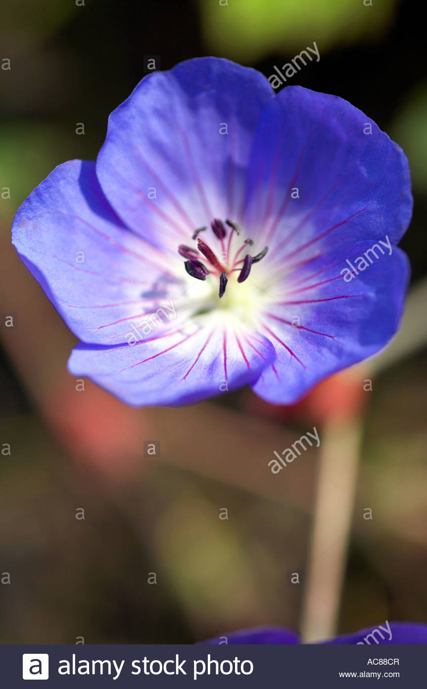 Geranium Rozanne Jolly bee Stock Photo - Alamy