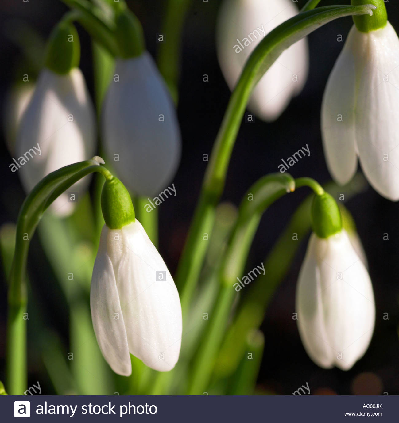 Specimen snowdrops hi-res stock photography and images - Alamy