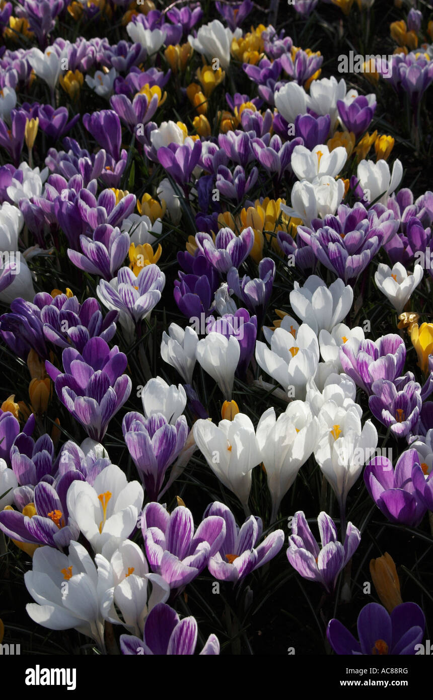 Drift of crocuses hi-res stock photography and images - Alamy