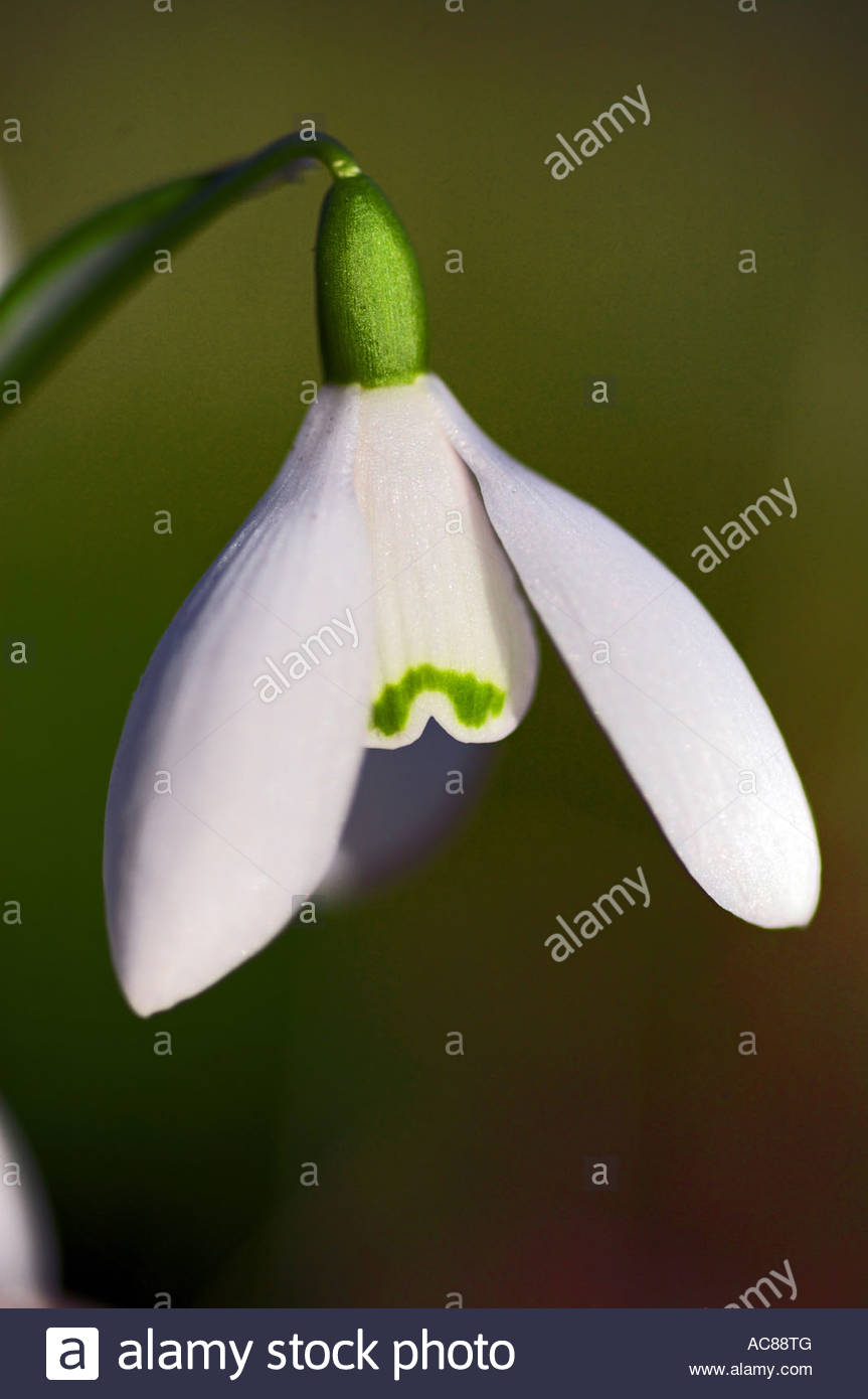 Specimen snowdrops hi-res stock photography and images - Alamy