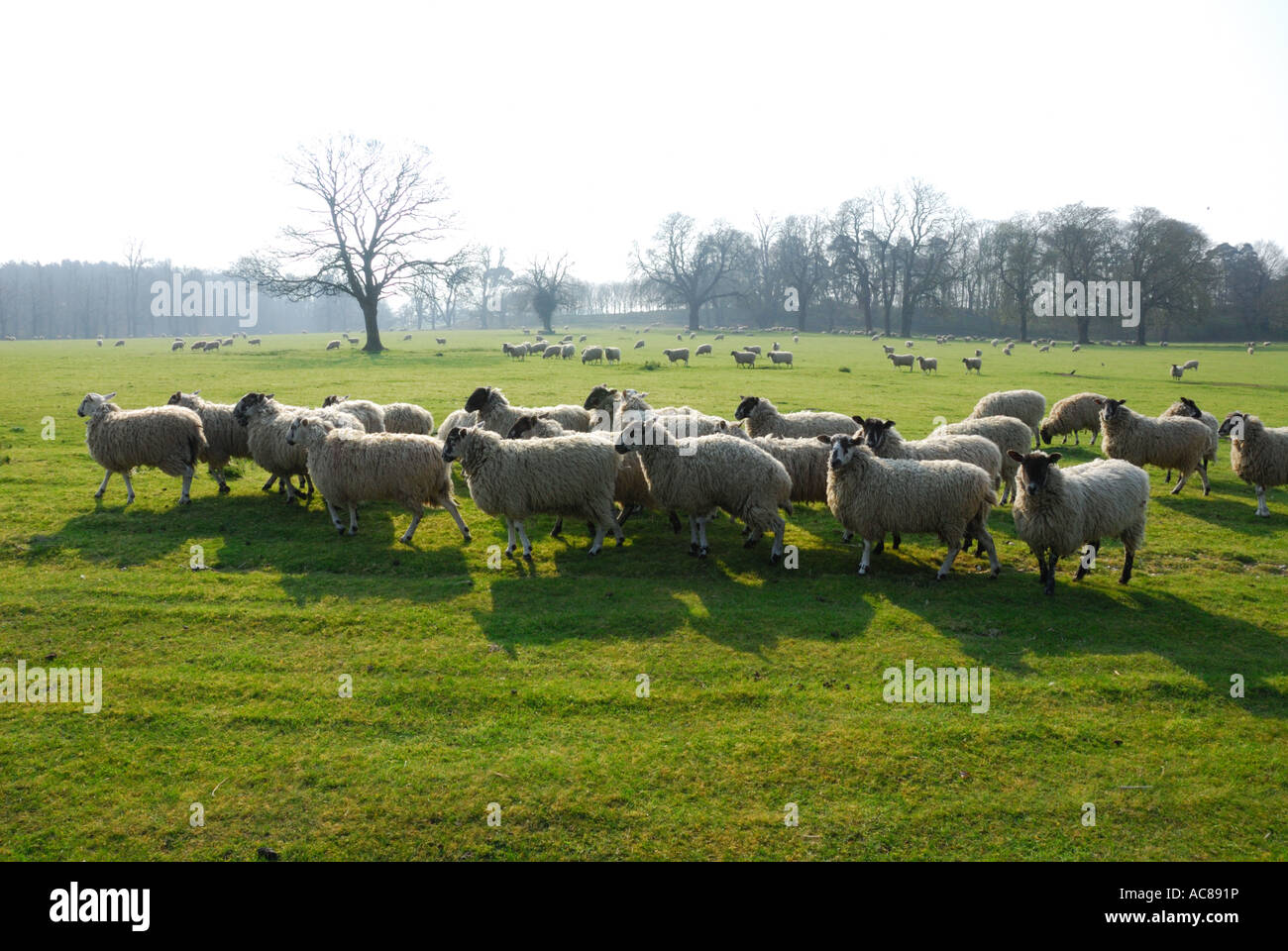 Quizical animal hi-res stock photography and images - Alamy