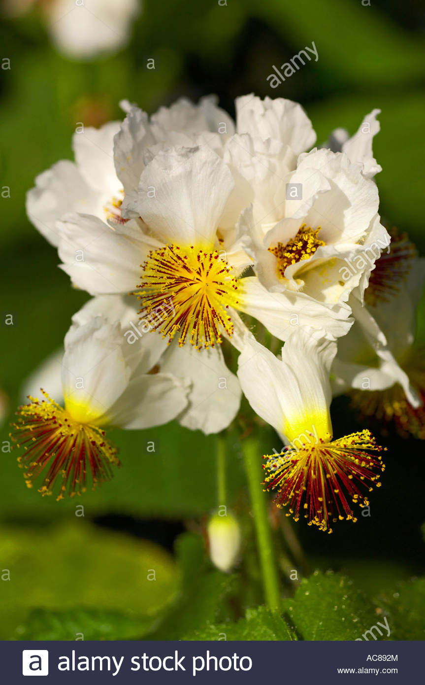African linden hi-res stock photography and images - Alamy