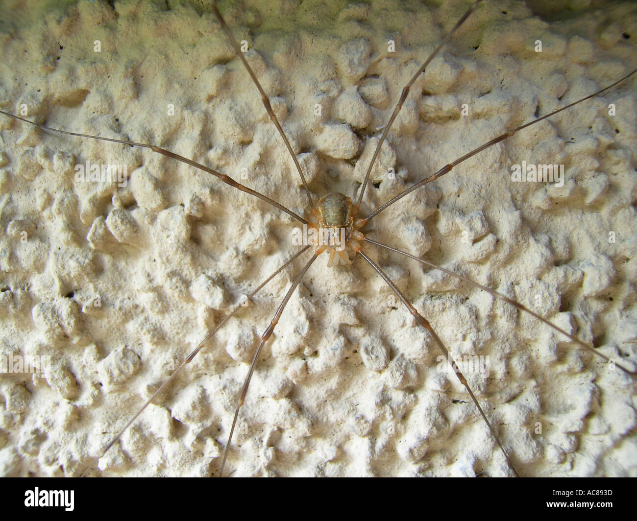 Spider on the wall Stock Photo - Alamy