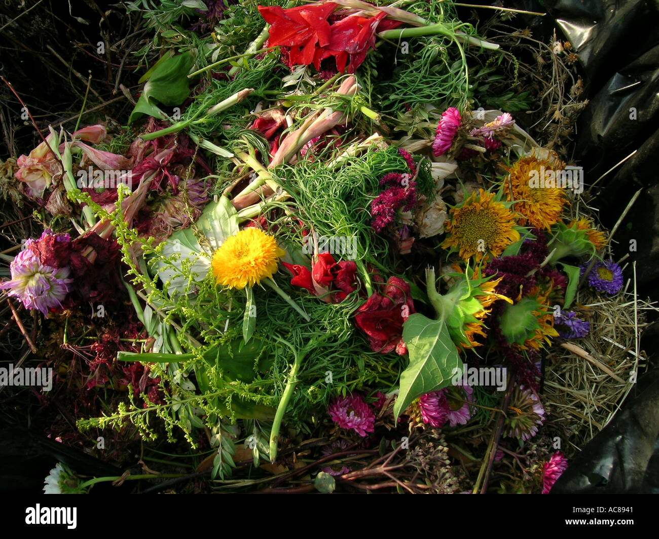 Flowers thrown away and rotting in the garden bin Stock Photo - Alamy