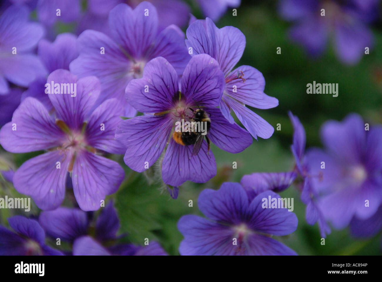 Bee on geranium Stock Photo - Alamy
