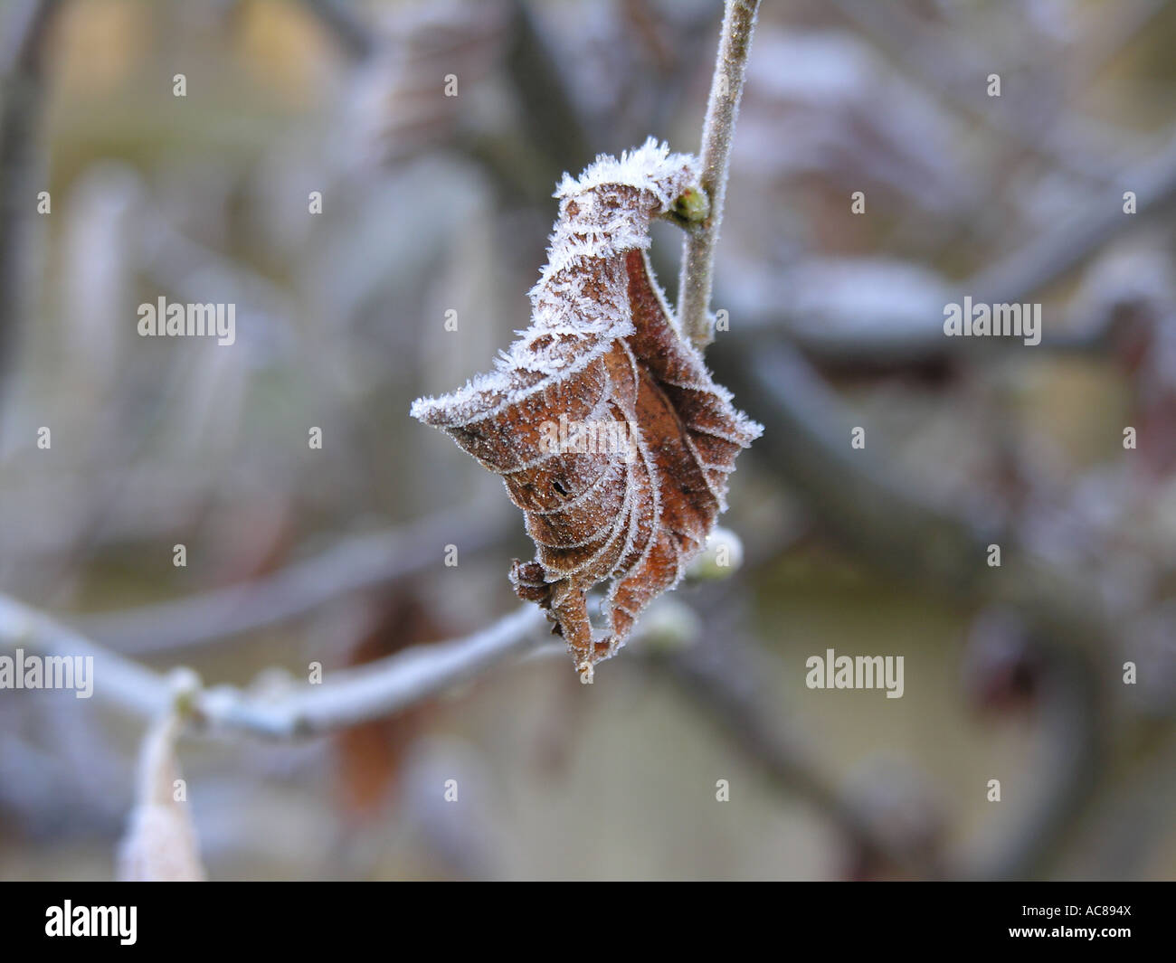 Frosted autumn leaf Stock Photo - Alamy