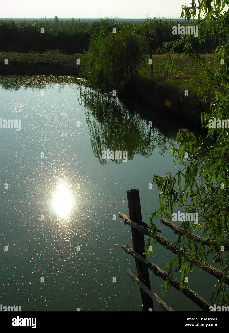 Sunlight reflected off pond in Vendee, France Stock Photo - Alamy