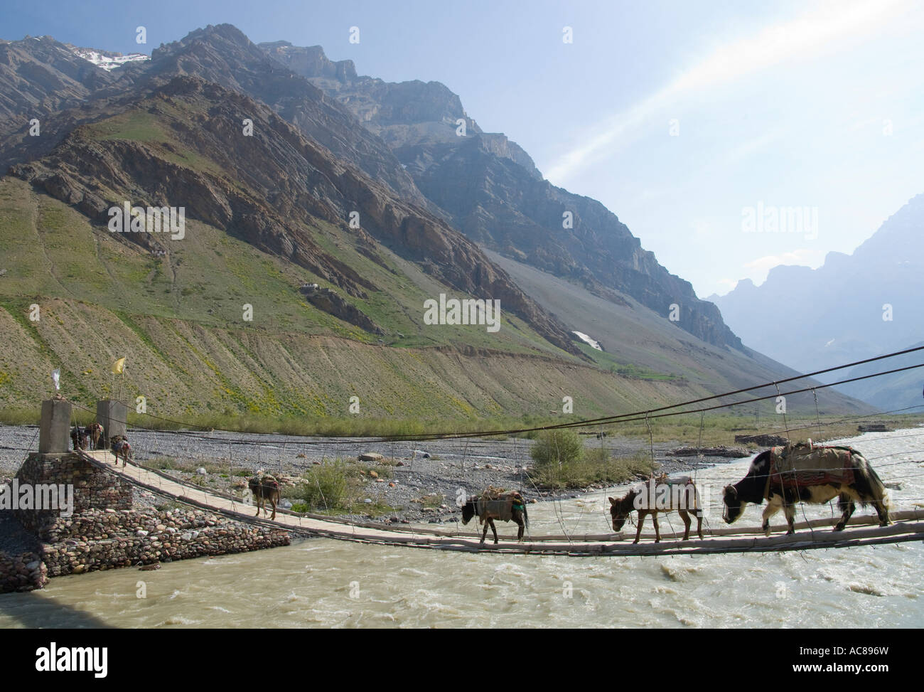 India Himachal Pradesh Spiti Pin valley Mud backlit view of donkeys and ...