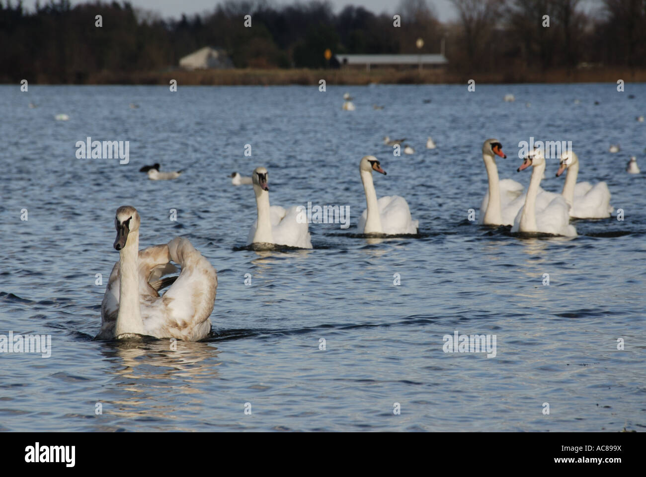Whitlingham great broad hi-res stock photography and images - Alamy