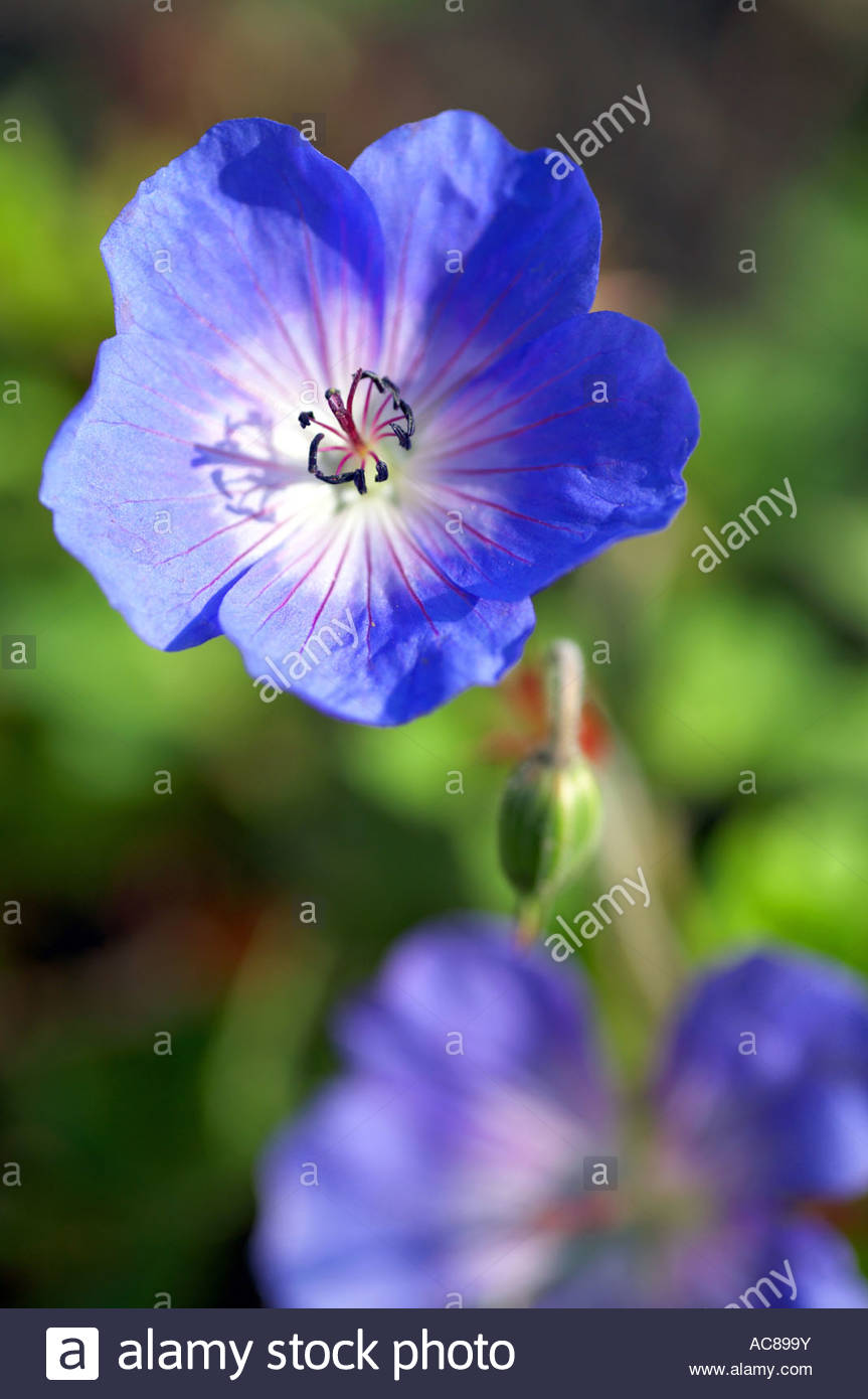 Geranium Rozanne Jolly bee Stock Photo - Alamy