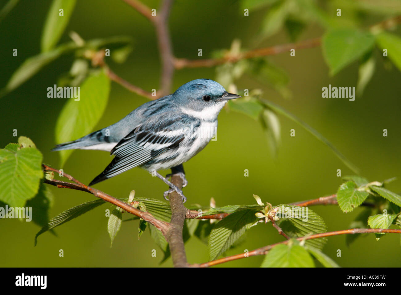Cerulean Warbler perched in beech tree Stock Photo - Alamy