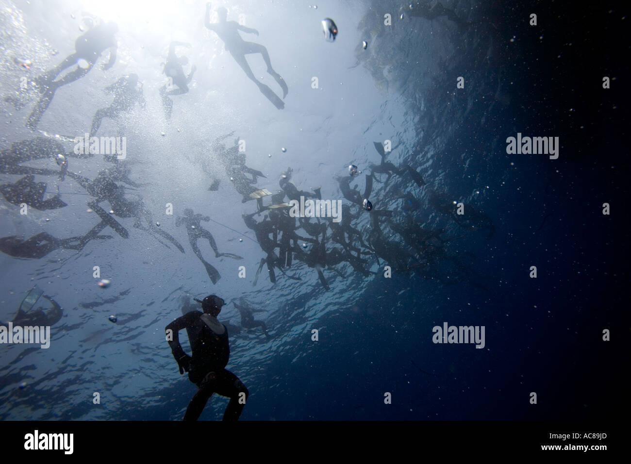 A free diver returns to the surface after practicing below other free ...
