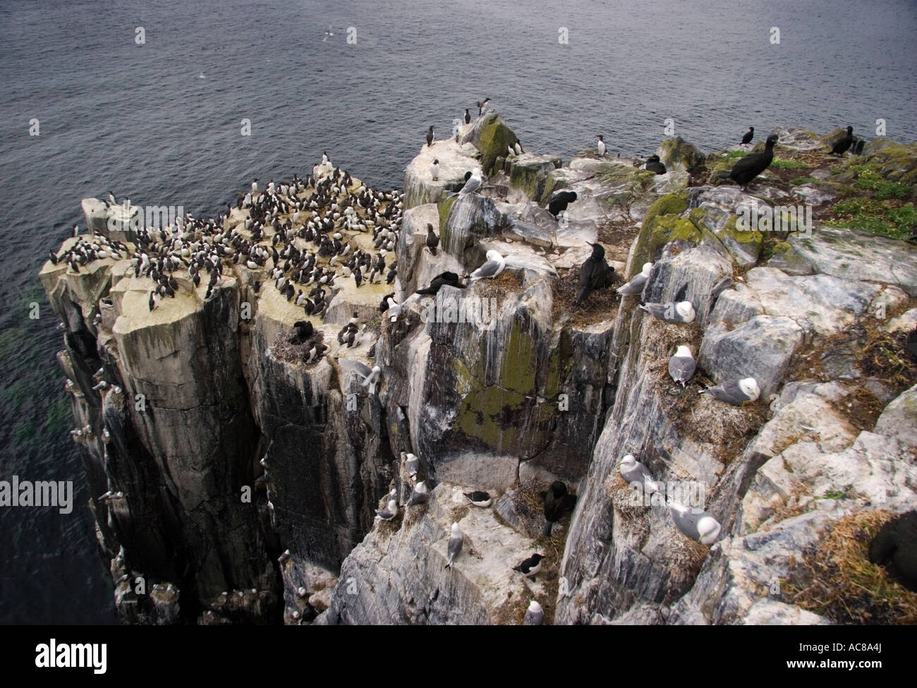 Seabird colony nesting on the Farne Islands, off the coast near ...