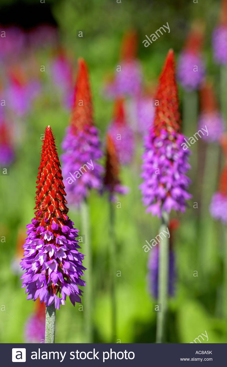 Flowering orchid primrose primula vialii hi-res stock photography and ...