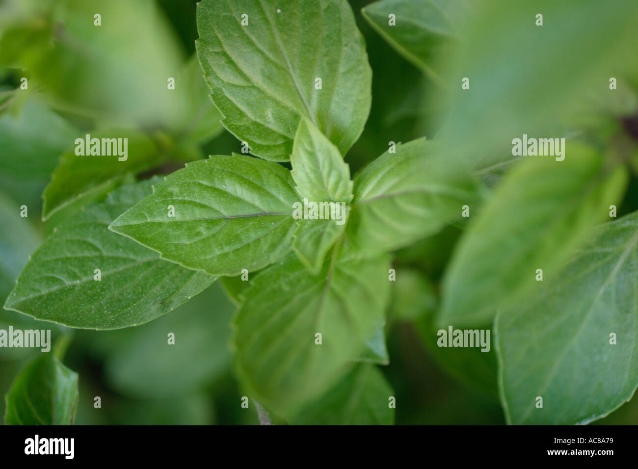Ancient herb basil hi-res stock photography and images - Alamy