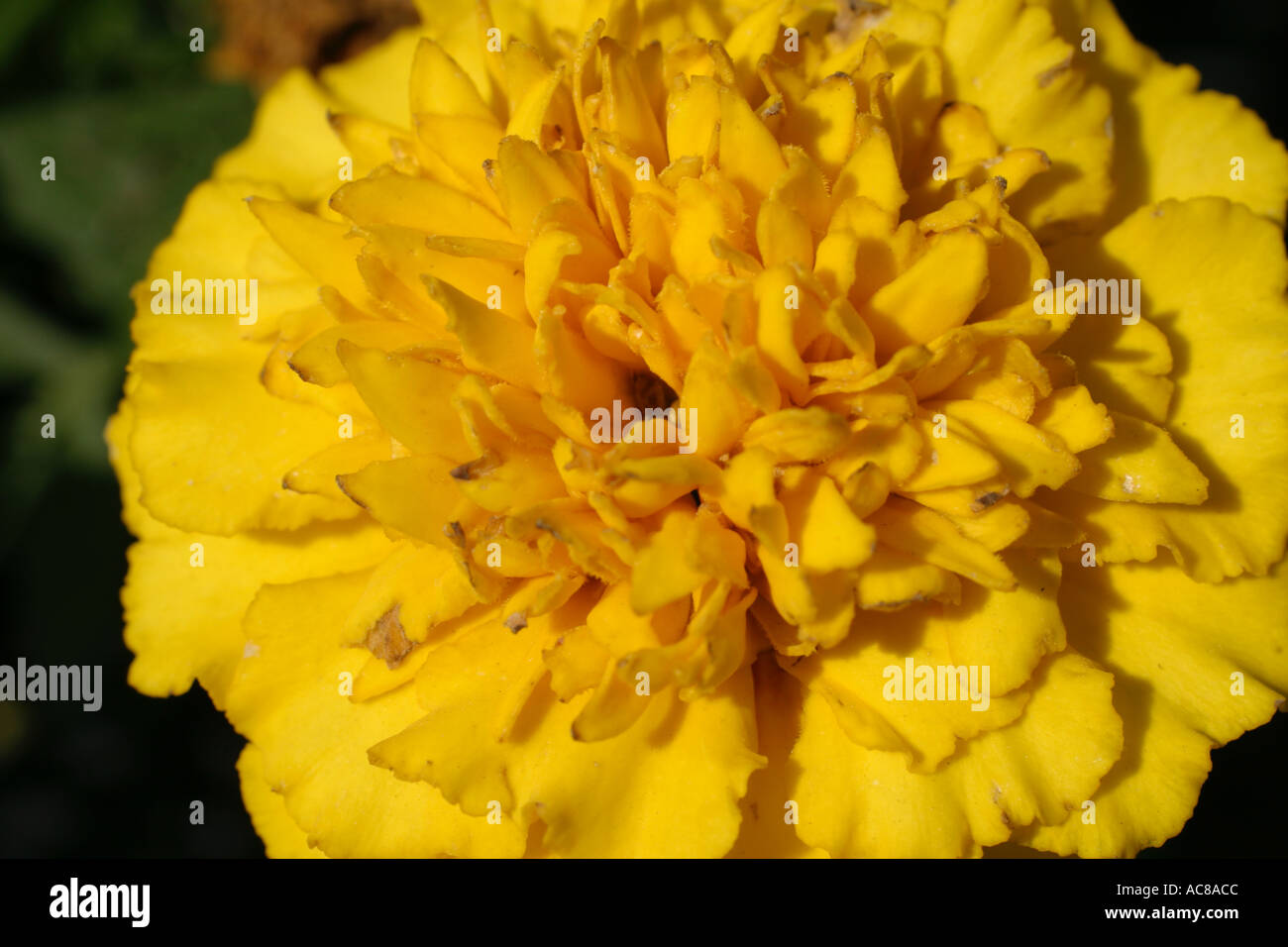 Yellow merigold hi-res stock photography and images - Alamy