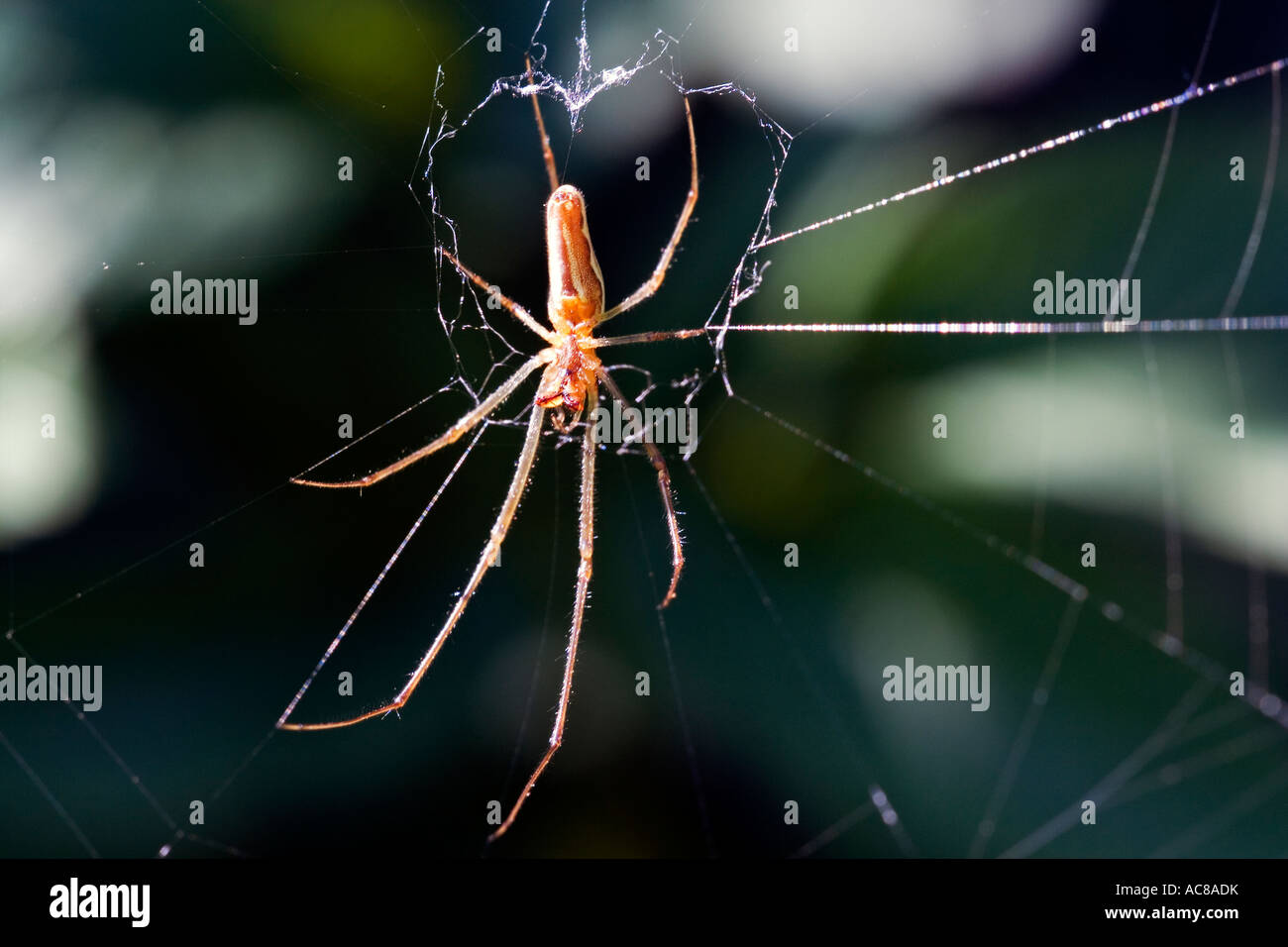 Spider in web Stock Photo - Alamy