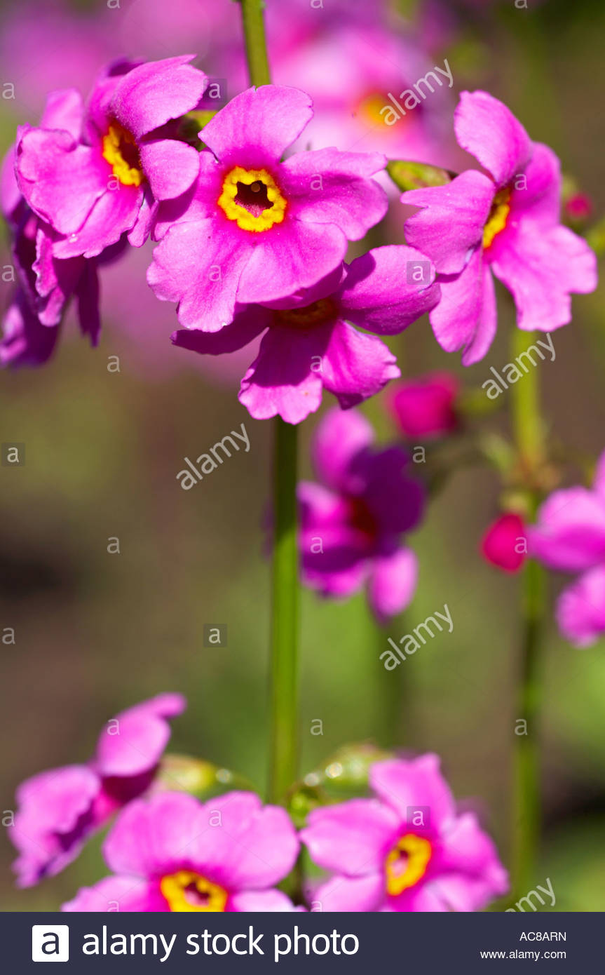 Poissons primrose hi-res stock photography and images - Alamy