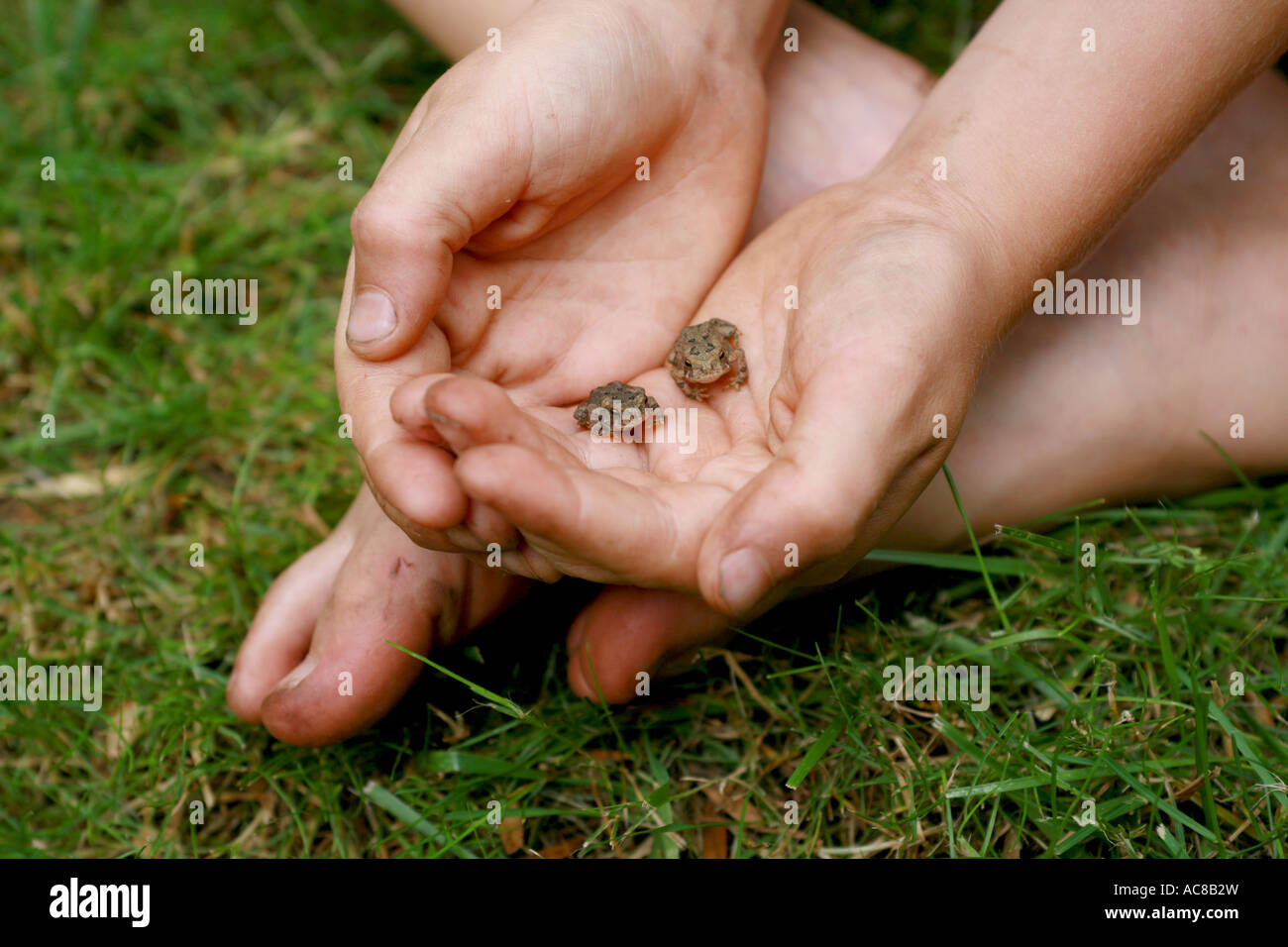 Baby toads hi-res stock photography and images - Alamy