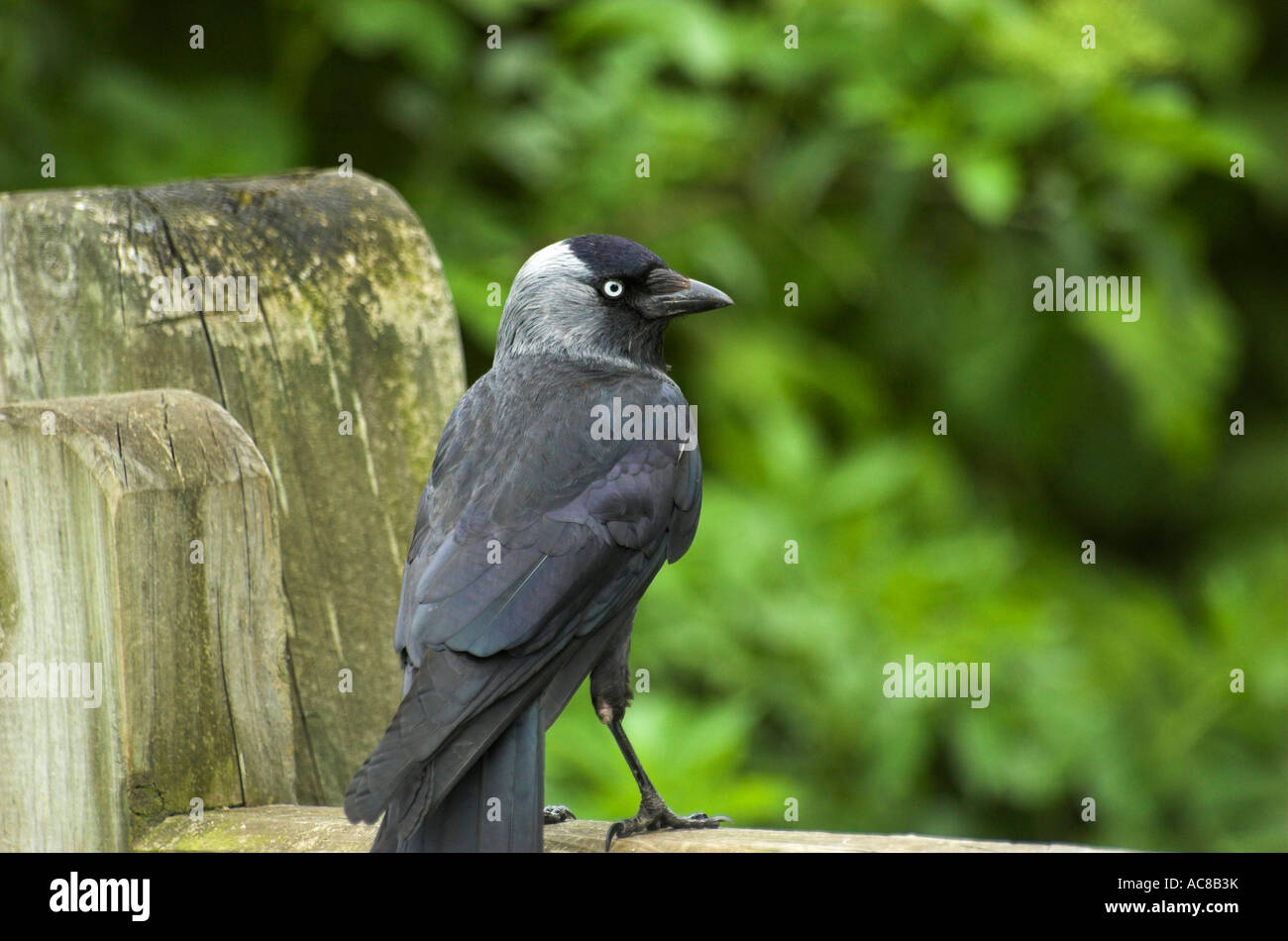 Jackdaw sitting on gate Stock Photo - Alamy
