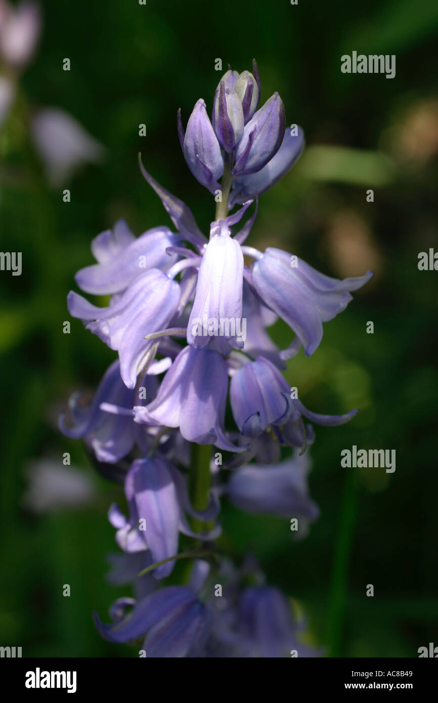 Pale blue bell shaped flowers hi-res stock photography and images - Alamy