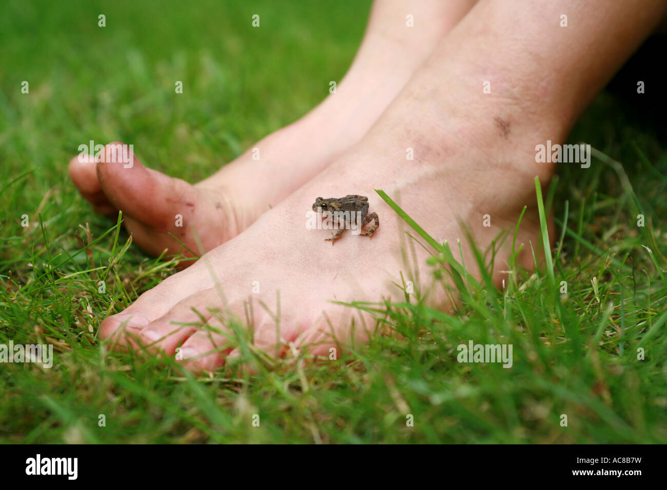 Photo of a Baby Toad Perched on a little Boy s Dirty Feet in the Grass ...