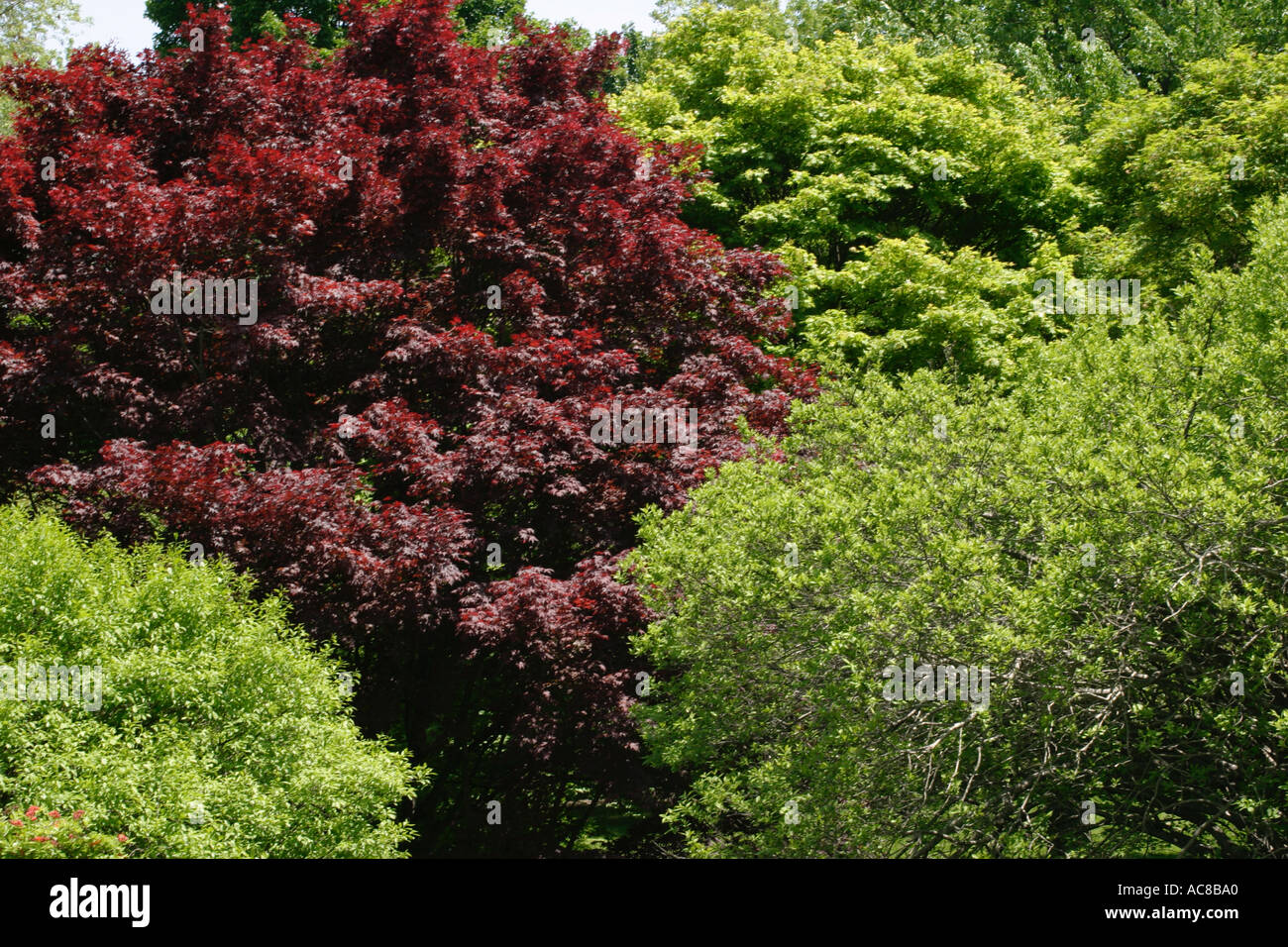 Grove of Trees Stock Photo - Alamy