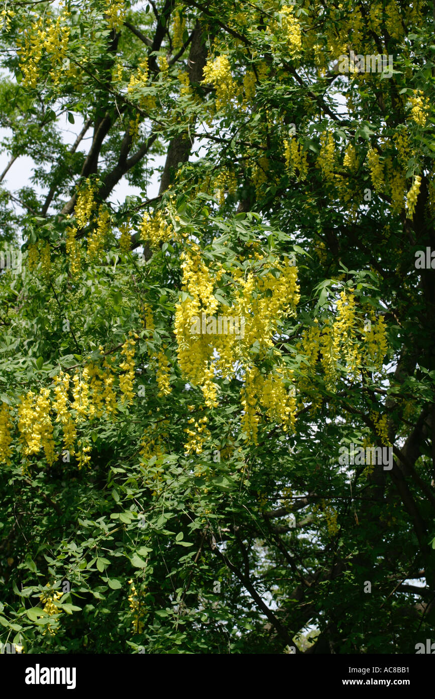 Goldenraintree hi-res stock photography and images - Alamy