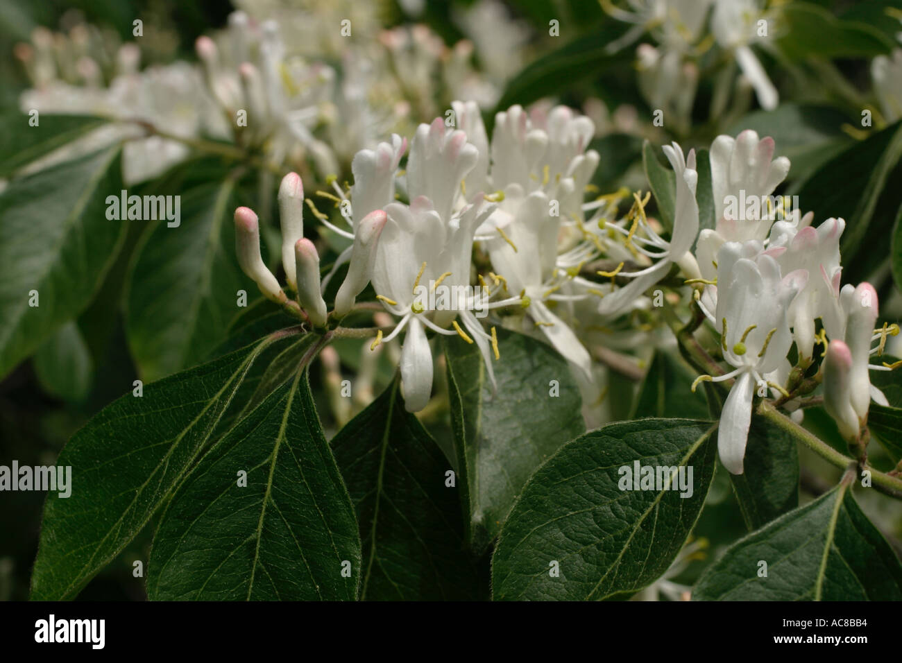 Stringy flowers hi-res stock photography and images - Alamy