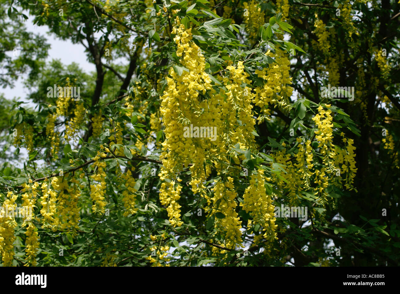 Goldenraintree hi-res stock photography and images - Alamy
