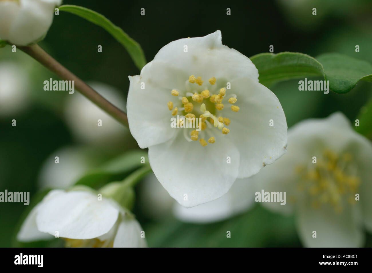 Mockorange hi-res stock photography and images - Alamy
