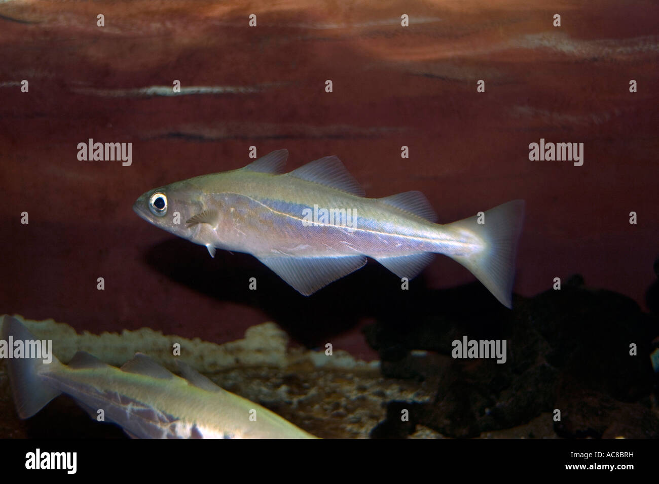 Pollack hi-res stock photography and images - Alamy