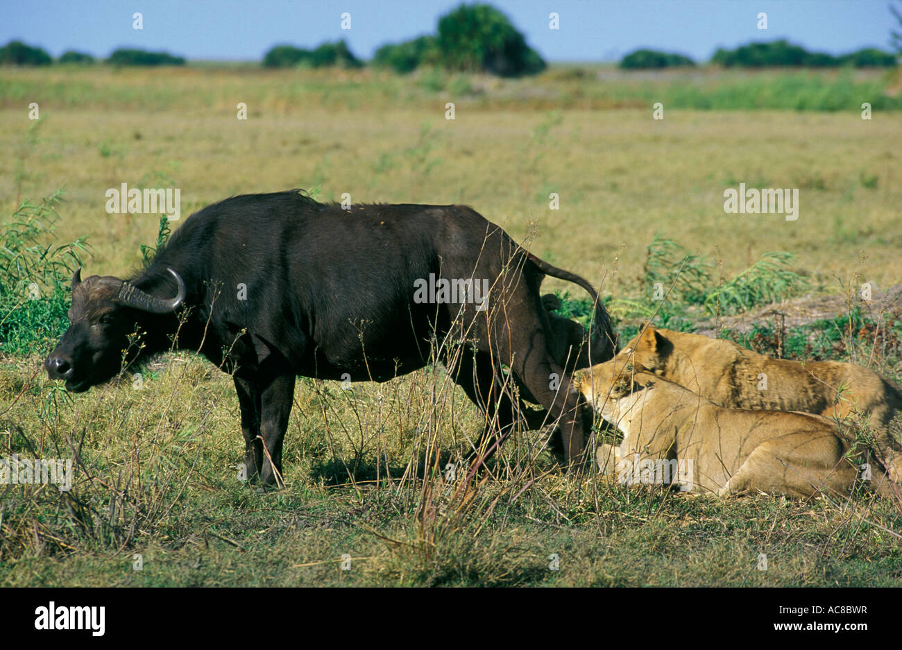 Lion pride attacking a buffalo - two lionesses biting on the hooves of ...