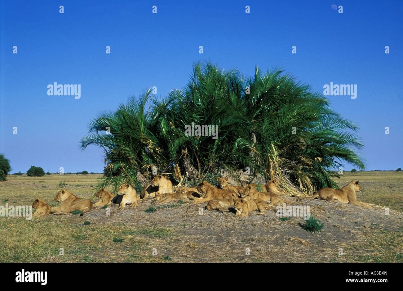 Lion pride resting on a termite mound next to palm scrub vegetation ...