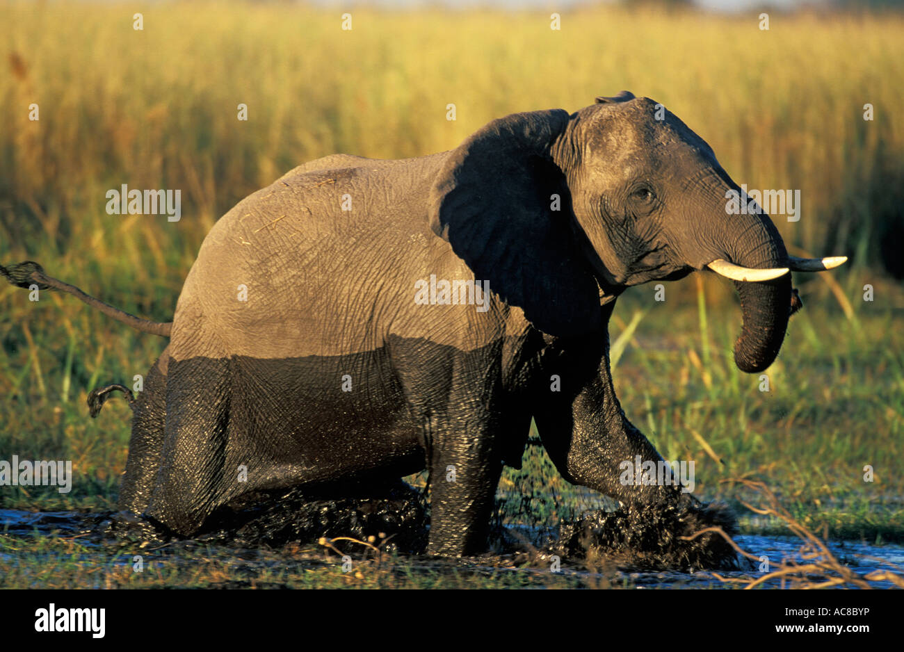 Elephant running through a muddy swamp Okavango delta; Botswana Stock ...