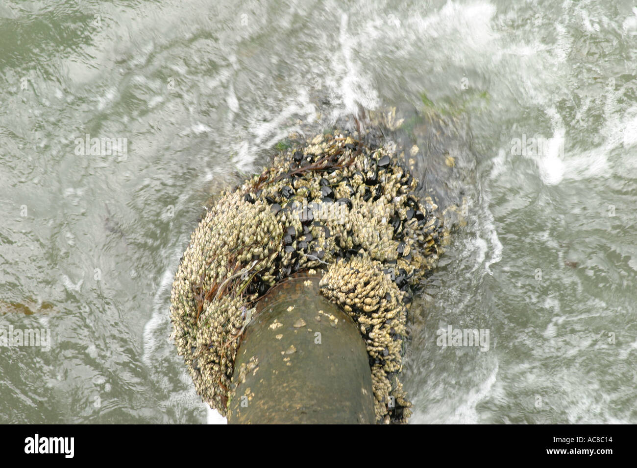 Piling with barnacles hi-res stock photography and images - Alamy