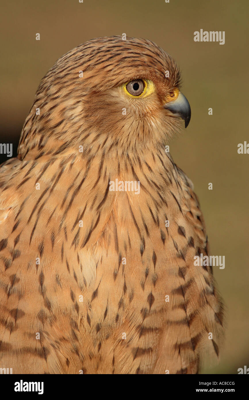 Kestrel Markings High Resolution Stock Photography and Images - Alamy