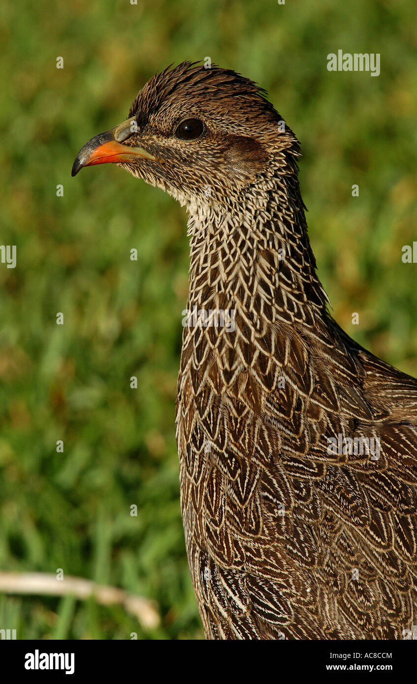 Cape Spurfowl (francolin) portrait Kirstenbosch - National Botanical ...