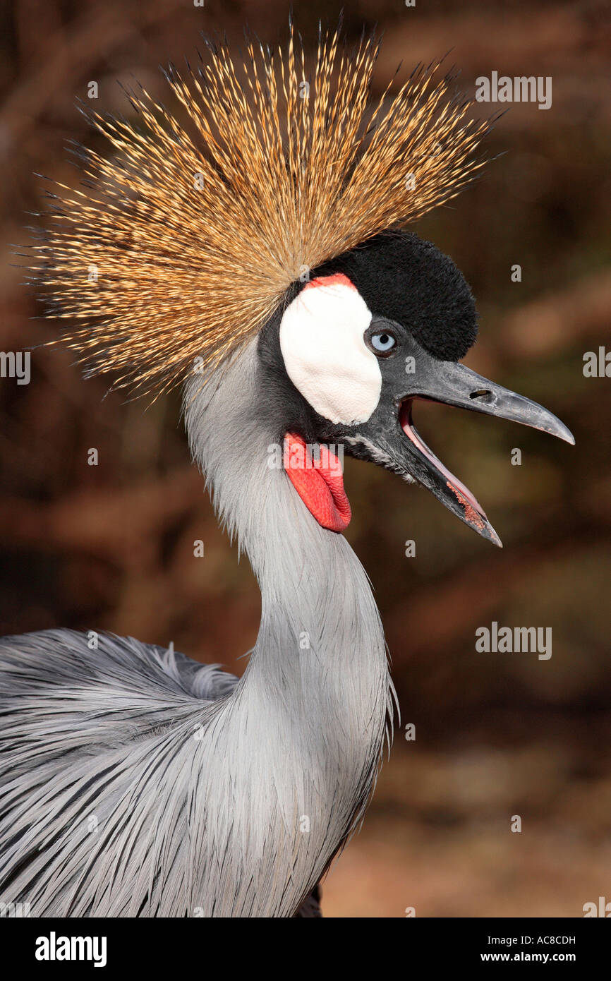 Grey Crowned Crane with an open beak and ruffled feathers Krugersdorp ...
