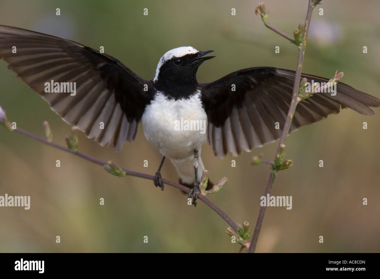 male Pied Wheatear displaying with wings spread open Stock Photo - Alamy